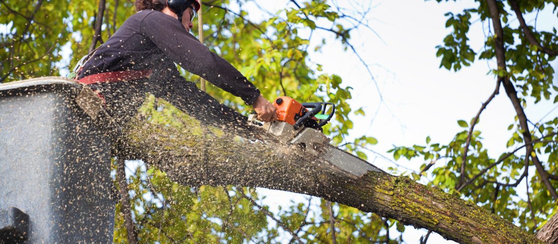 How Much Does it Cost to Trim Trees in Marietta?